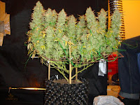 ScrOG (Screen of Green) Explained | METAL GROW SOLID