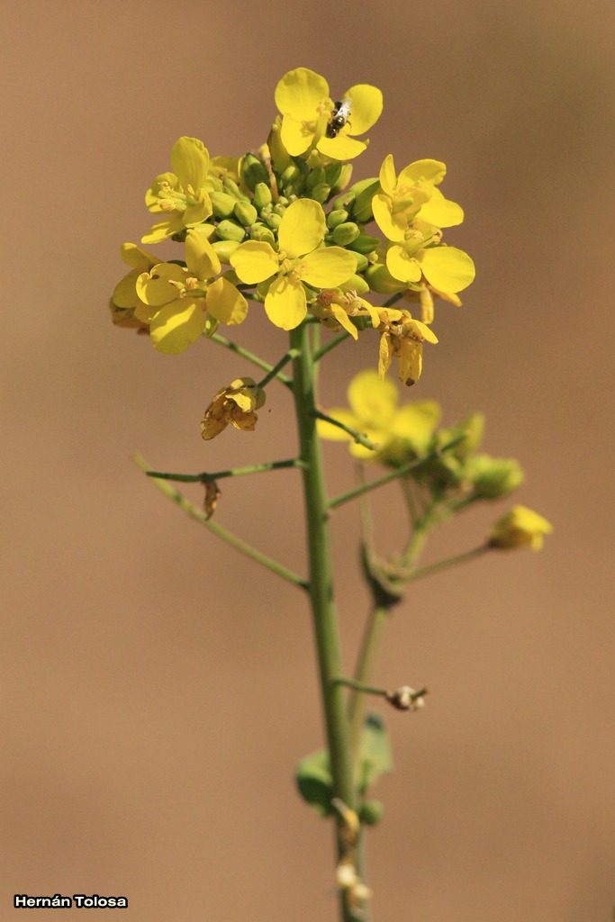Flora Bonaerense: Nabo (Brassica rapa)