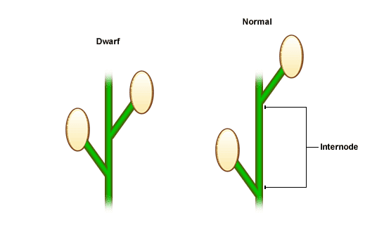Senior Biology: Plant Responses