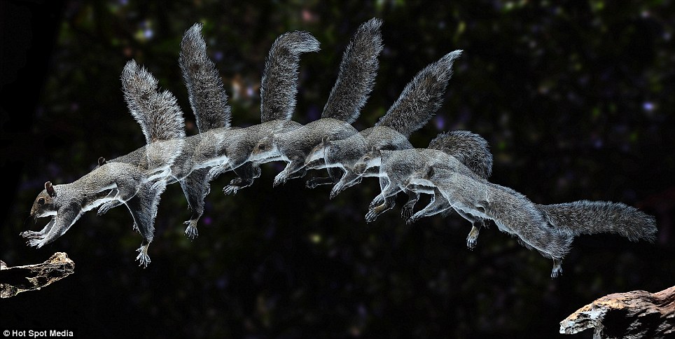 TratoHecho.com: Increíbles secuencias fotográficas de animales en ...