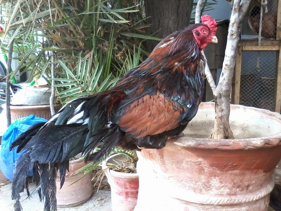 Aseel Information Medicines And Sale Point: Amroha Aseels