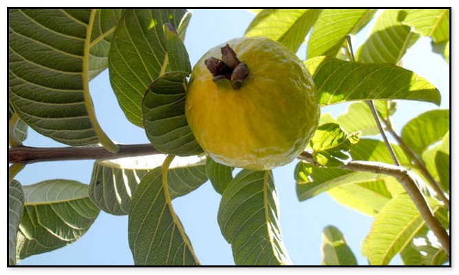 Top 4 Amazing Benefits of Guava Leaves - Fruits and Vegetable for Health