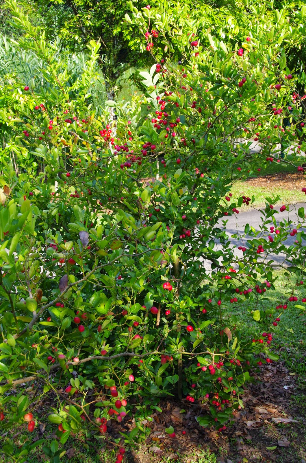 Trees and Plants: Karonda (Carissa Carandas)