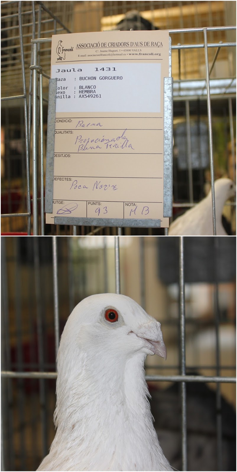 Mis amigas las palomas: Fotos palomas de raza