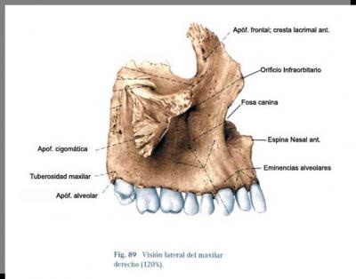 Maxilar Superior