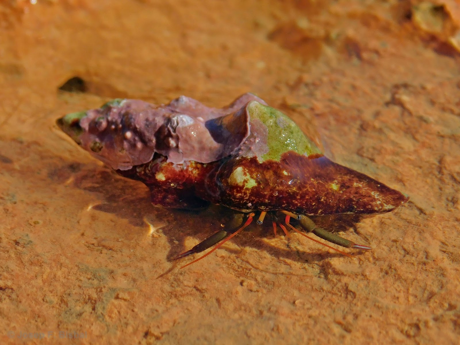 (Paleo-)Herpetología: Decapoda - Crustáceos decápodos