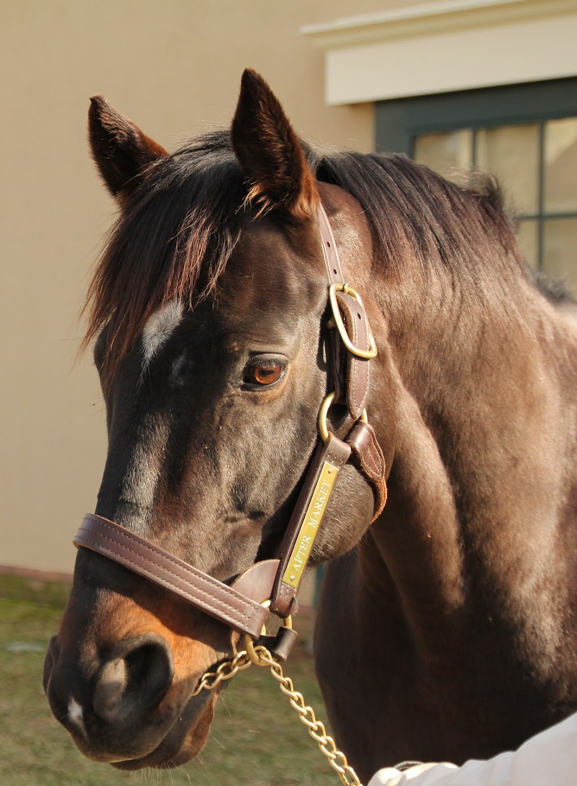 Past the Grandstand: Stallion Feature: After Market and Courageous Cat Past the Grandstand: Stallion Feature: After Market and Courageous Cat