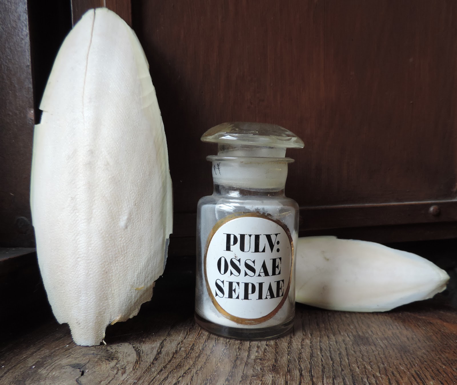 Colecţia de Istorie a Farmaciei din Cluj: FOCUS februarie - os de sepie
