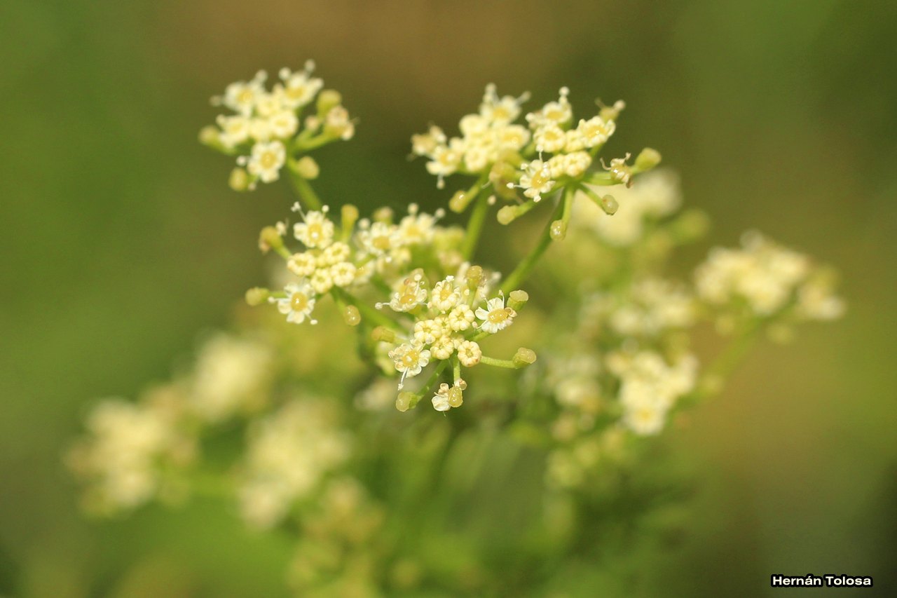 Flora Bonaerense: Apio cimarrón (Apium sellowianum)