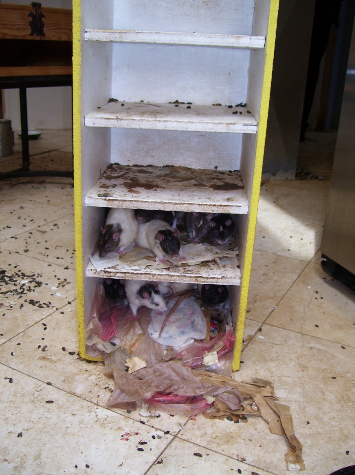NEHA 2012 AEC: Rat Hoarder Case