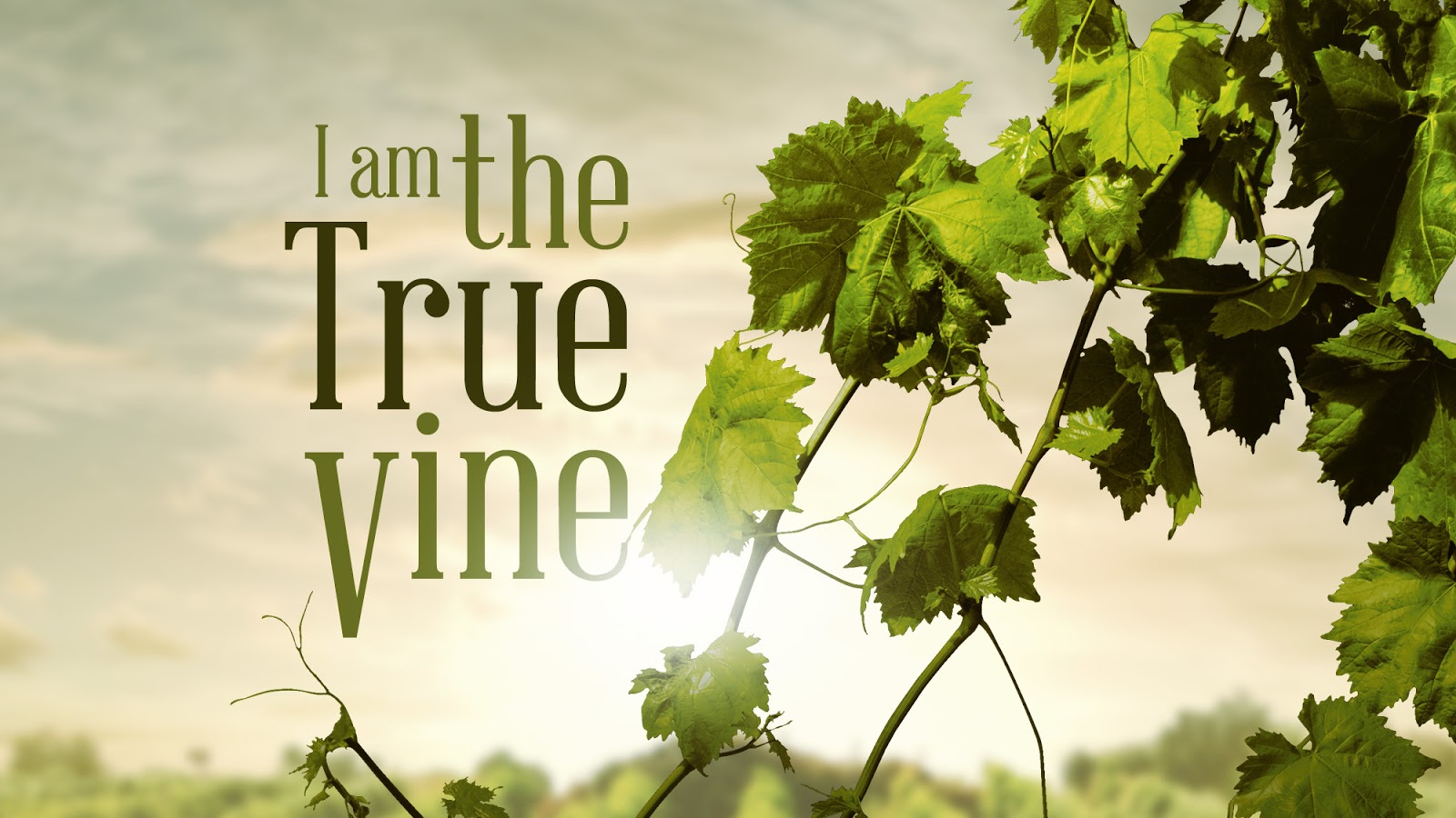 Grace and Truth: Connected to the True Vine