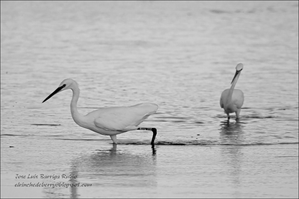 El Rinche de Berry : Fotos de Aves