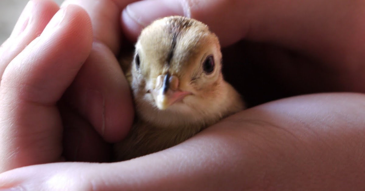 Scaife Hall Farm Pheasant Chicks