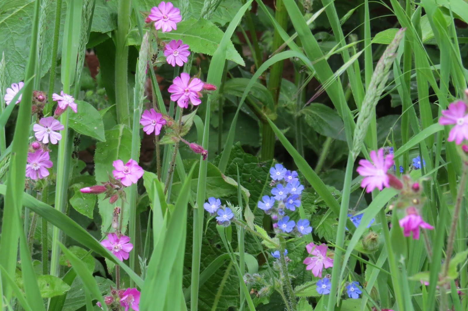 Ragged Robin's Nature Notes: A Bee Talk and Walk led by Steven Falk at ...