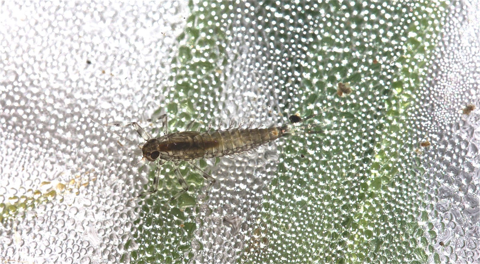 Aquatic Insects of Central Virginia: And the First Small Minnow Mayfly ...