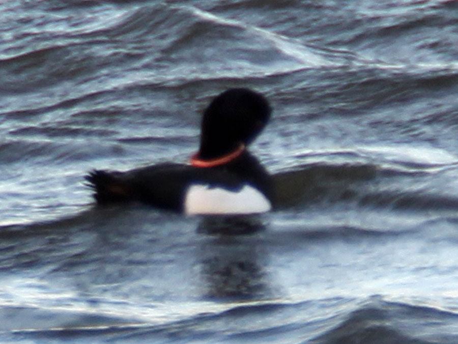 Tophill Low Nature Reserve: rubber necking a ring neck