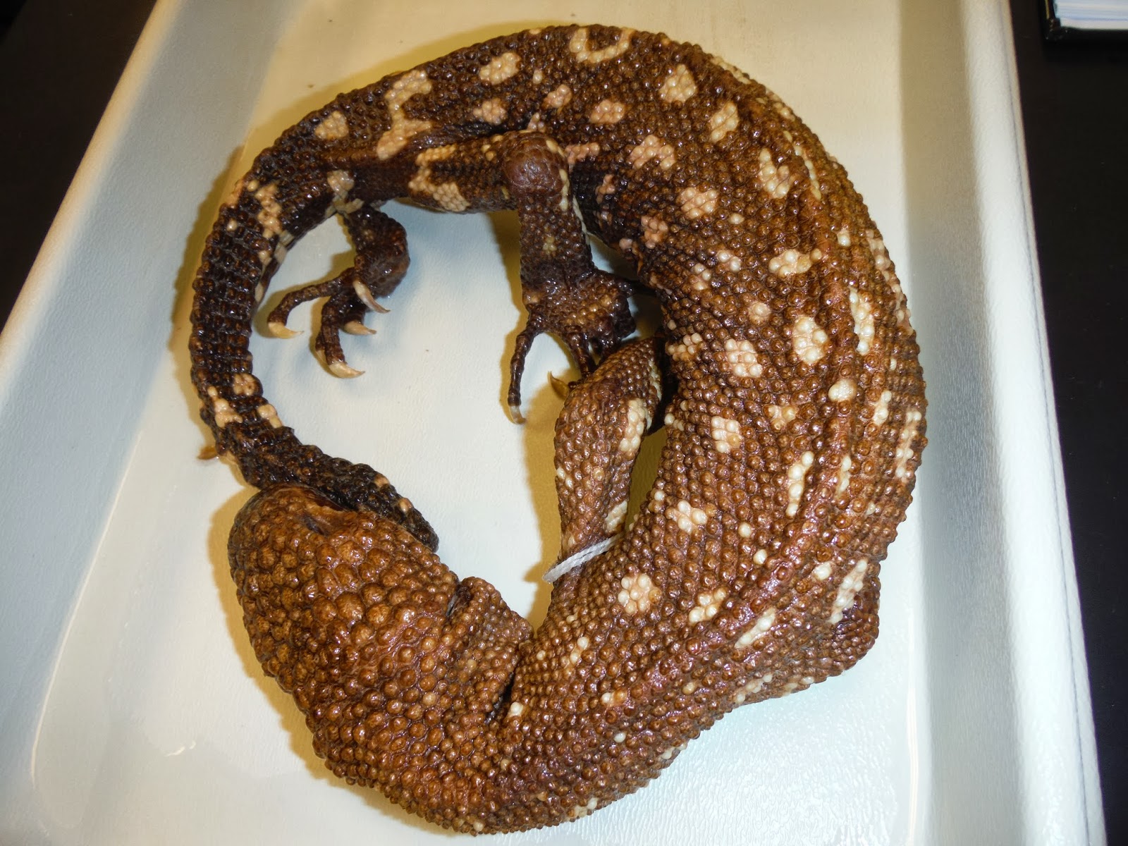 Biology of the Reptilia: Laboratory 6: Lepidosauria (Sphenodontida and ...