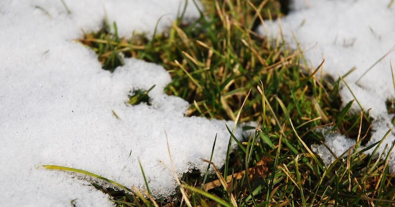 A Complete Pest Solution: Where Did the Bugs Go During the Winter?