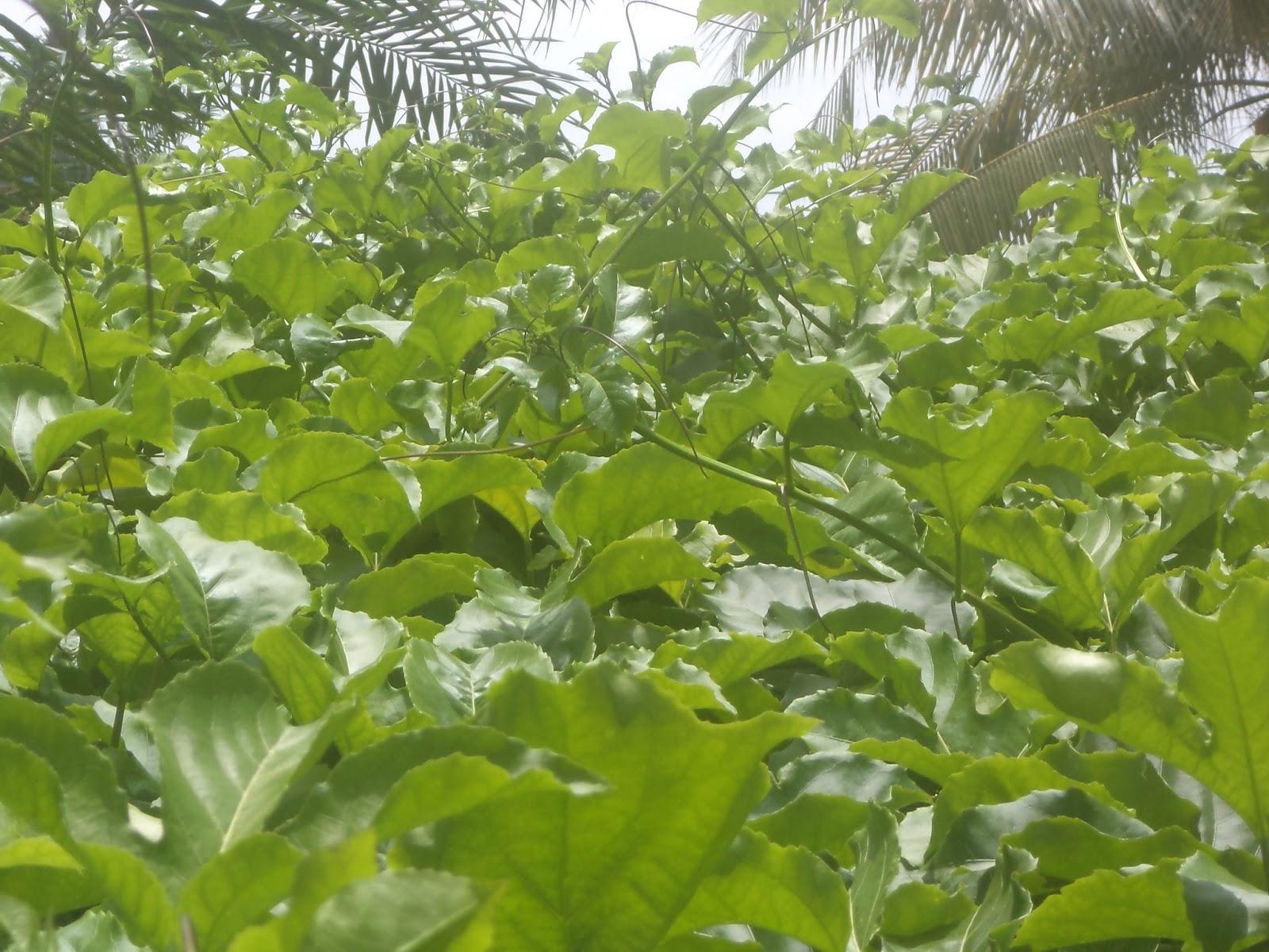 anaklaut: TANAMAN MARKISA DI HALAMAN RUMAH