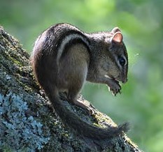 How many different types of chipmunks are there?