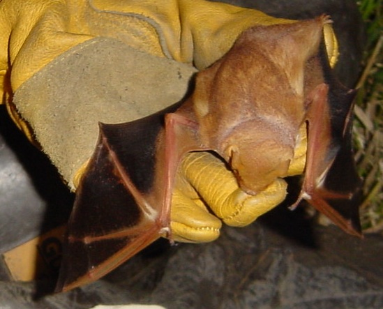 Burly Bird: Batty About Bats...