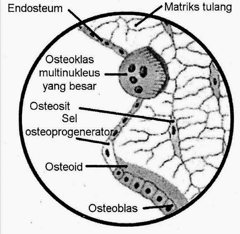 Caring dalam Keperawatan : Asuhan Keperawatan Pada pasien fraktur Femur