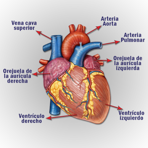 Partes Del Corazon