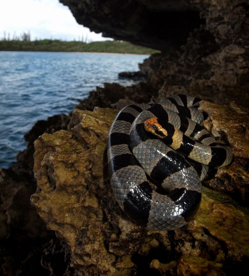 Species New to Science: [Herpetology • 2006] Laticauda frontalis (de ...