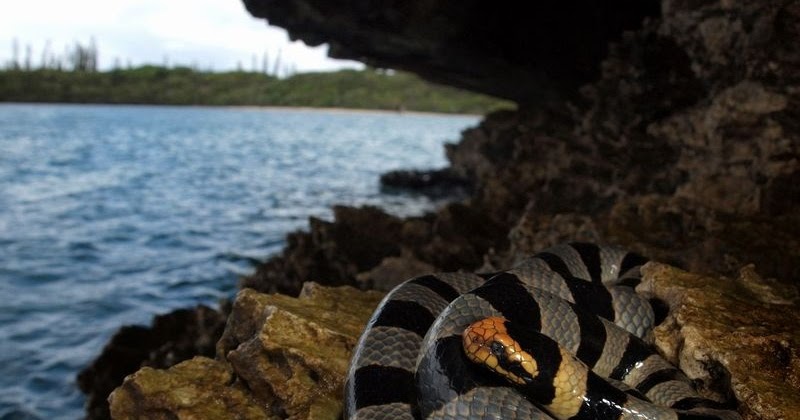 Species New to Science: [Herpetology • 2006] Laticauda frontalis (de ...