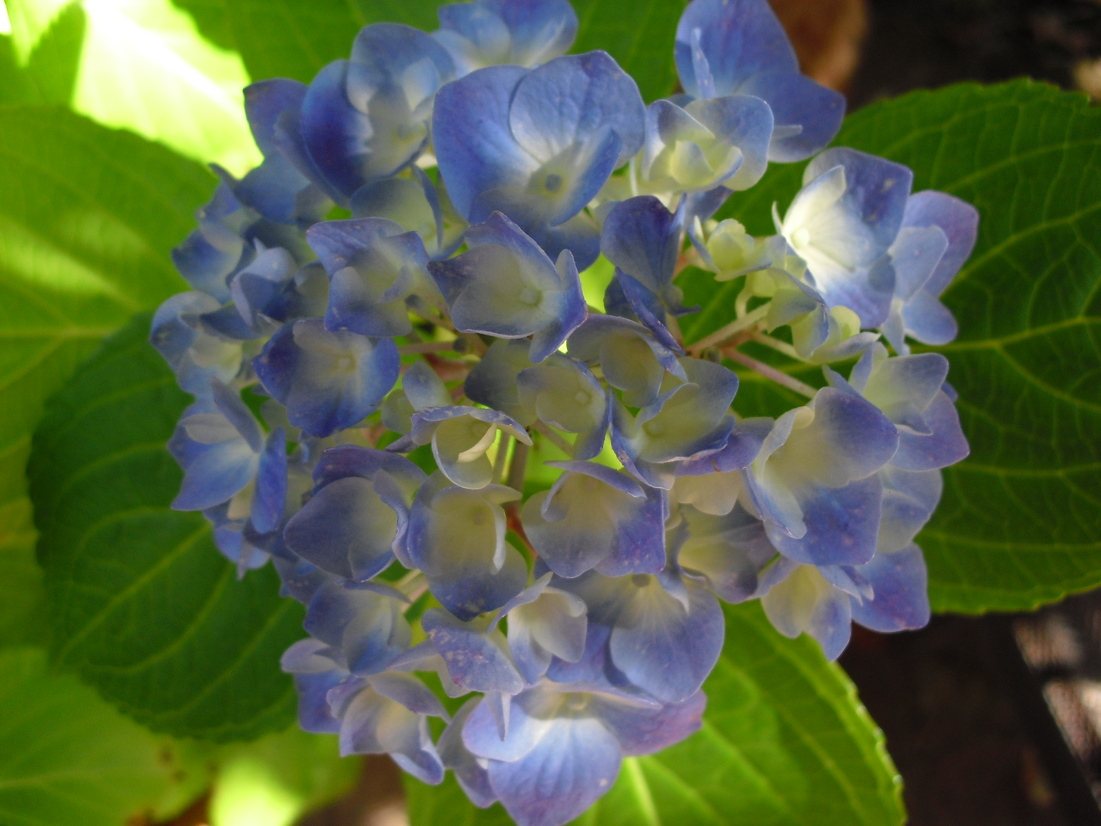 snow in the air: Hydrangea