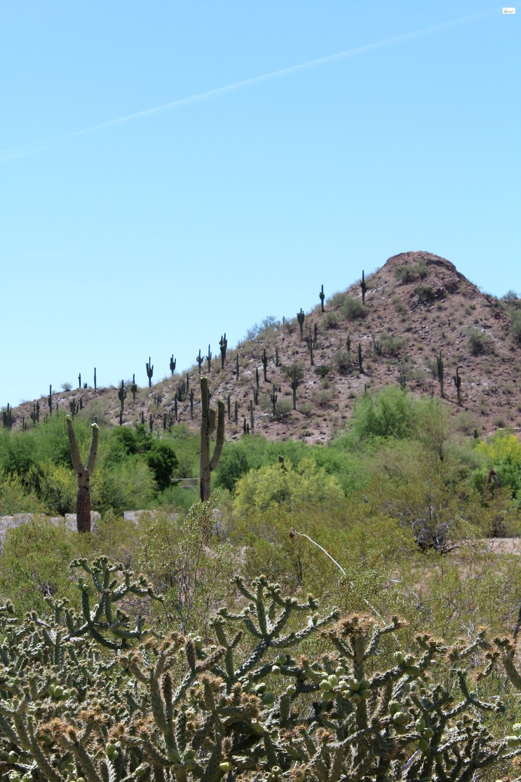 Wildflower Loop Trail, Desert Botanical Garden, Arizona | Caravan Sonnet