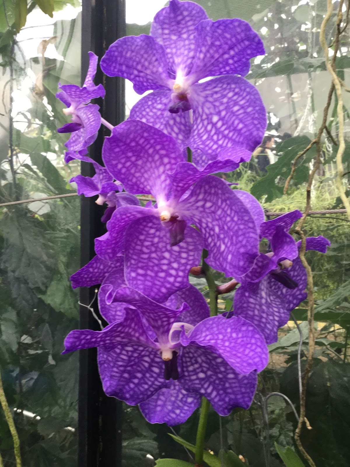 On the Bridge: Kew's Indian Orchid Festival Video