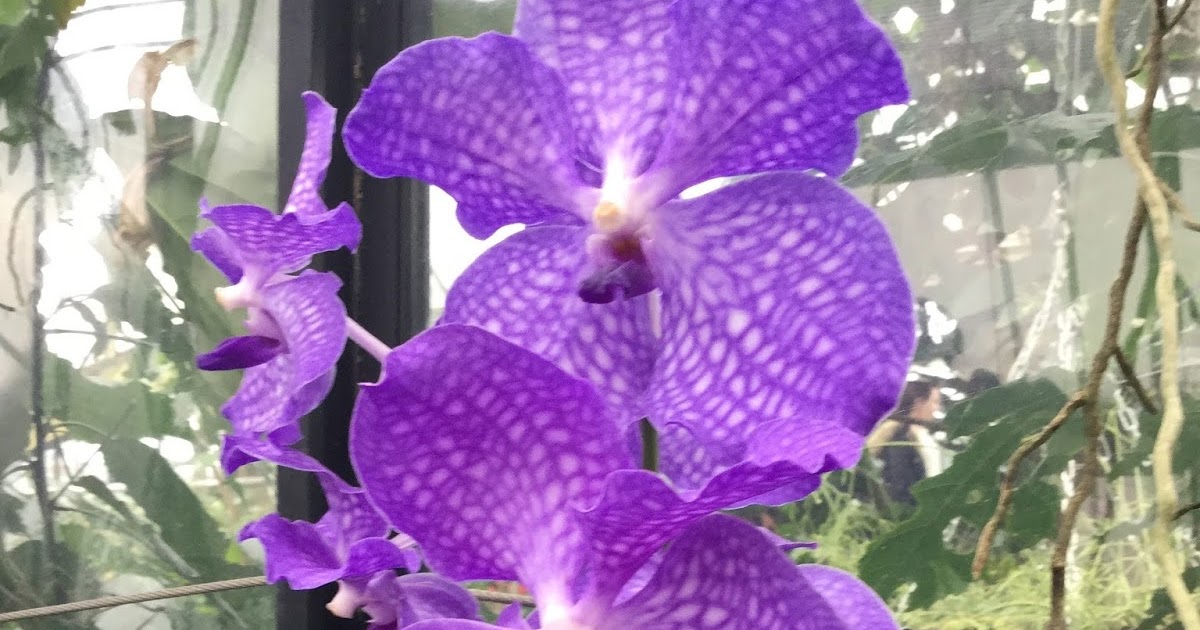 On the Bridge: Kew's Indian Orchid Festival Video