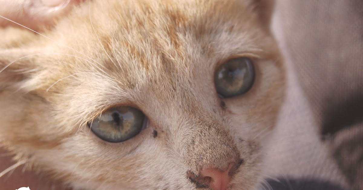 Sad Eyes - Cat Picture Of The Week