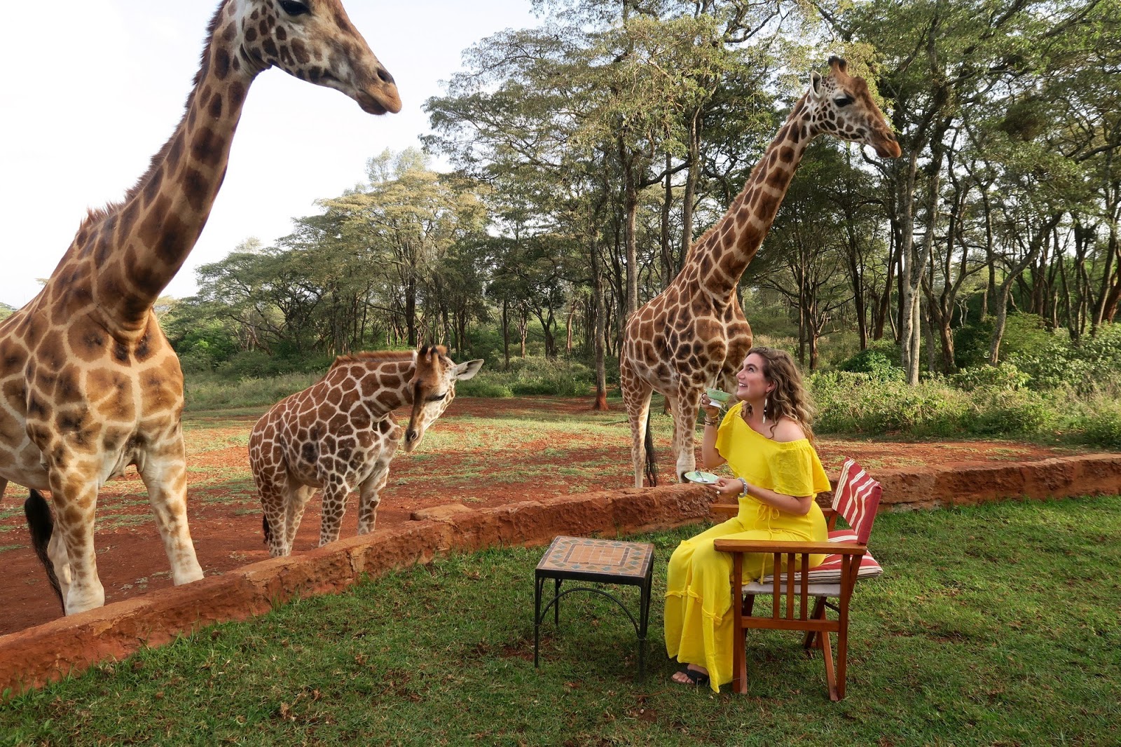 GEOGRAFI LINGKUNGAN: JERAFAH : MAMALIA BERLEHER PANJANG DARI AFRIKA