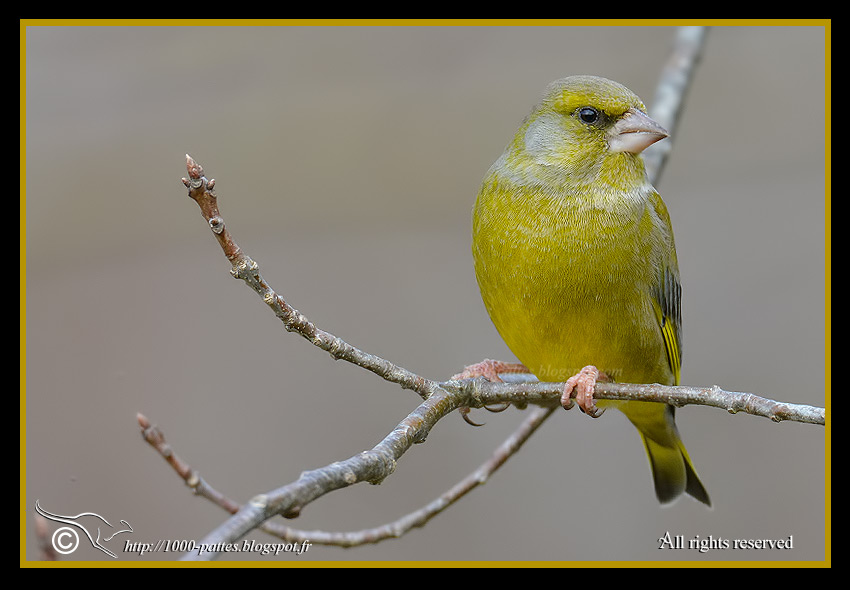 WILDLIFE GATEWAY: Verdier d'Europe