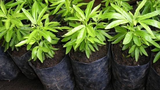 Paling Populer 14+ Gambar Bunga Zodia - Gambar Bunga Indah