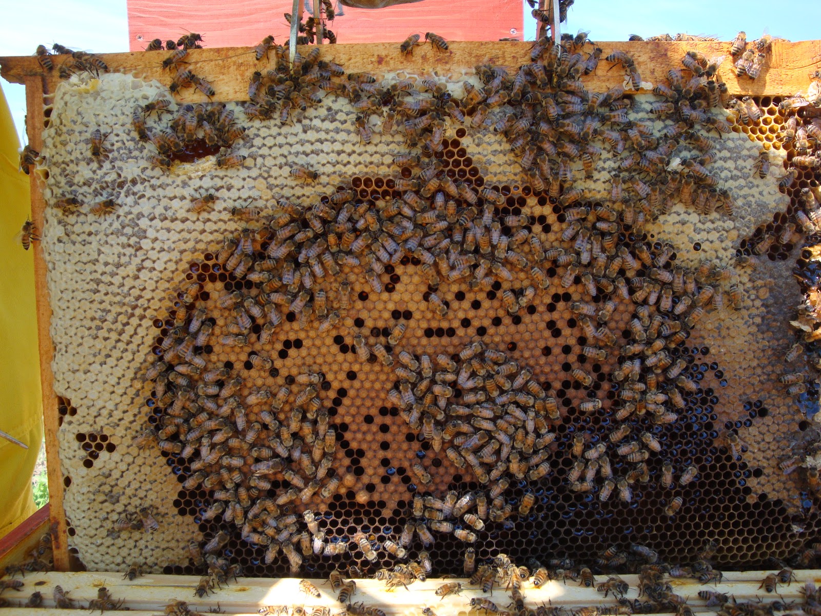 Il fantastico mondo delle api-: Seconda sciamatura e controllo celle ...