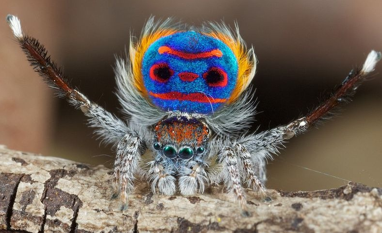 Spesis Labah-Labah Paling Cantik 'Peacock Spider' - dairishare