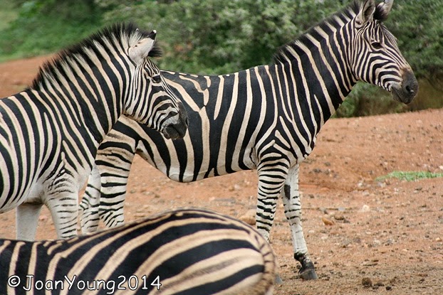 South African Photographs: Zebra injury