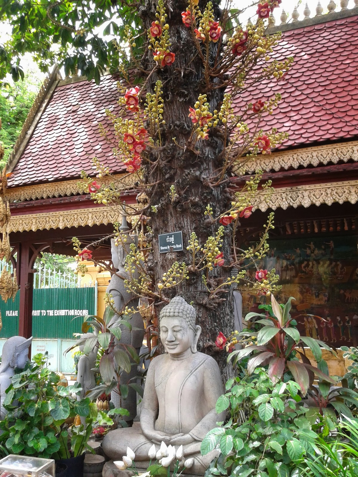 Raing Phnom Tree