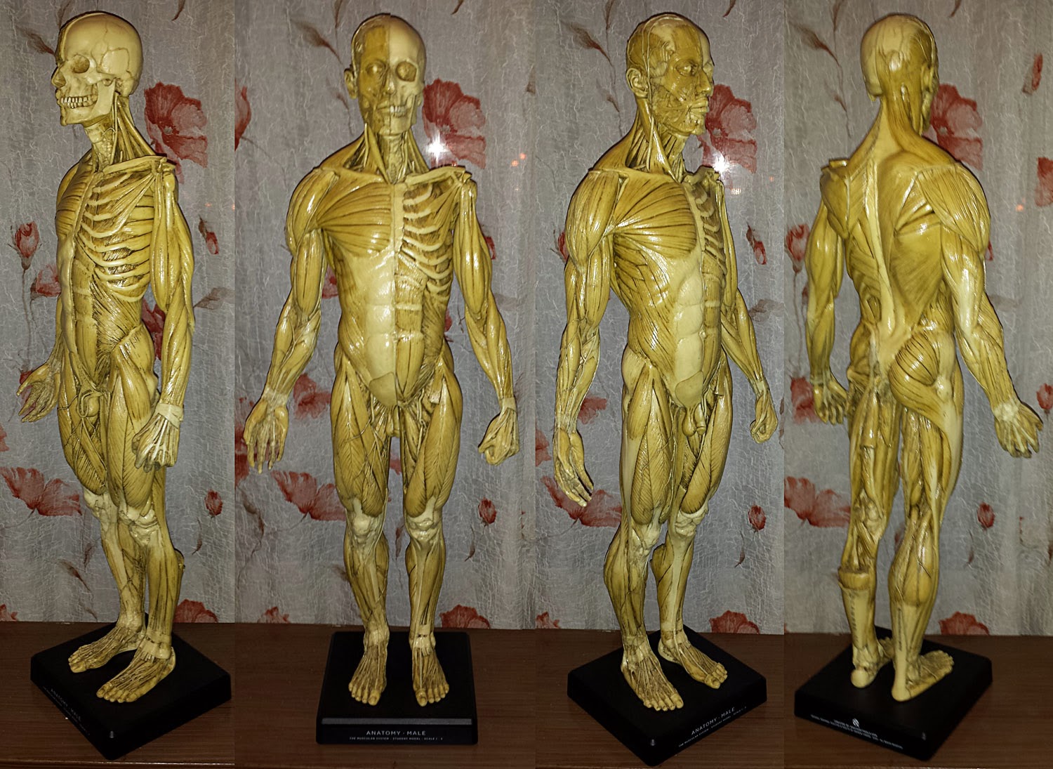 LArt3D: My Sculpting References - Human Anatomy