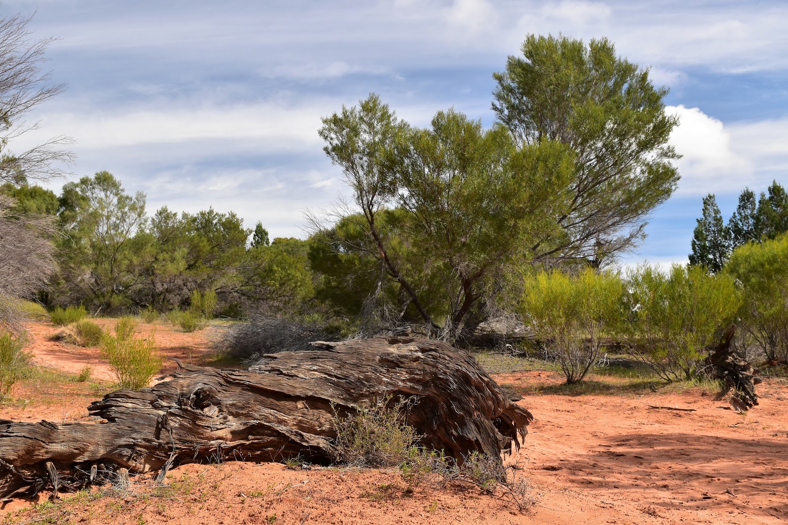 Goin' Feral One Day At A Time: Warepil Lookout Circuit, Hattah-Kulkyne ...