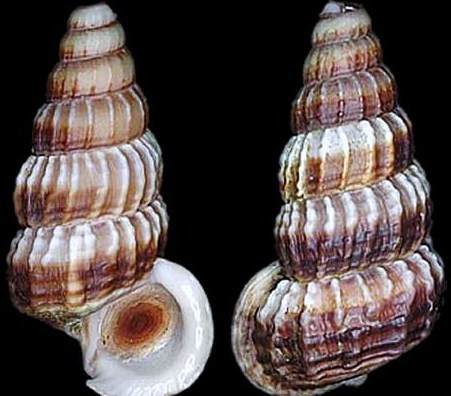 FOOD & BEVERAGE吃: BALITONG