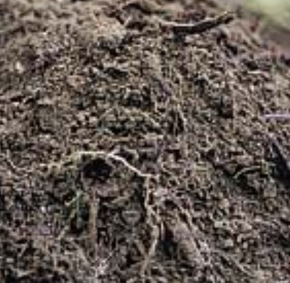 Foundation Problem with Organic Soil