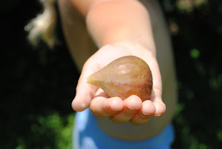 Clover: A SOUTHERN RECIPE