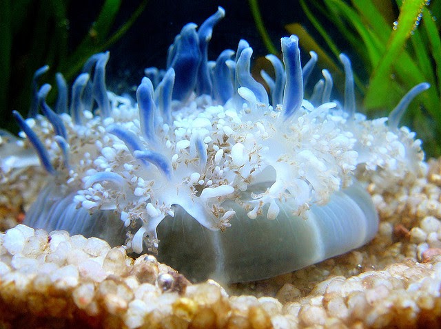 Real Monstrosities: Upside Down Jellyfish