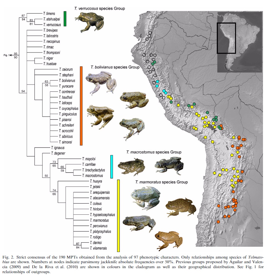 Species New to Science: [Herpetology • 2016] Frogs at the Summits ...