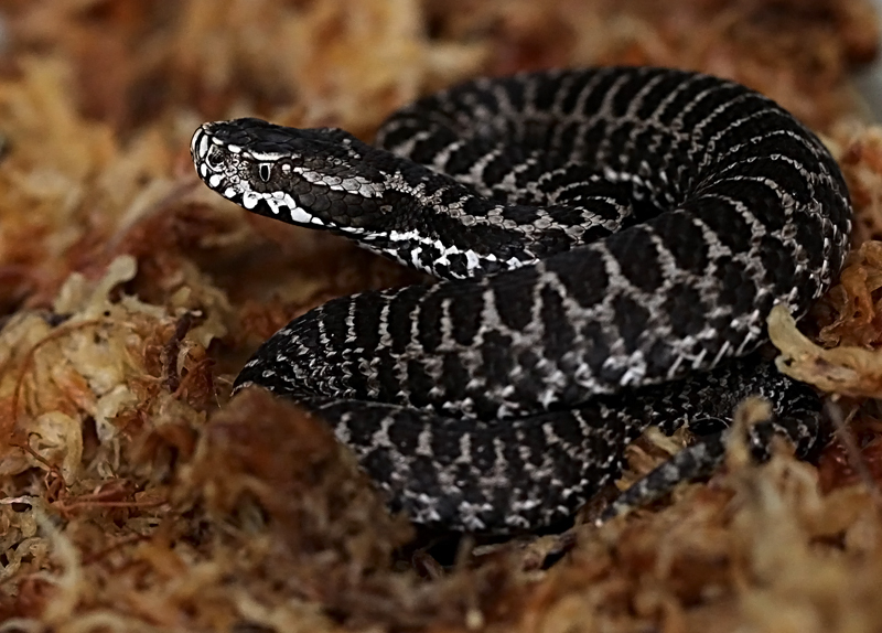 genusvipera: Vipera dinniki