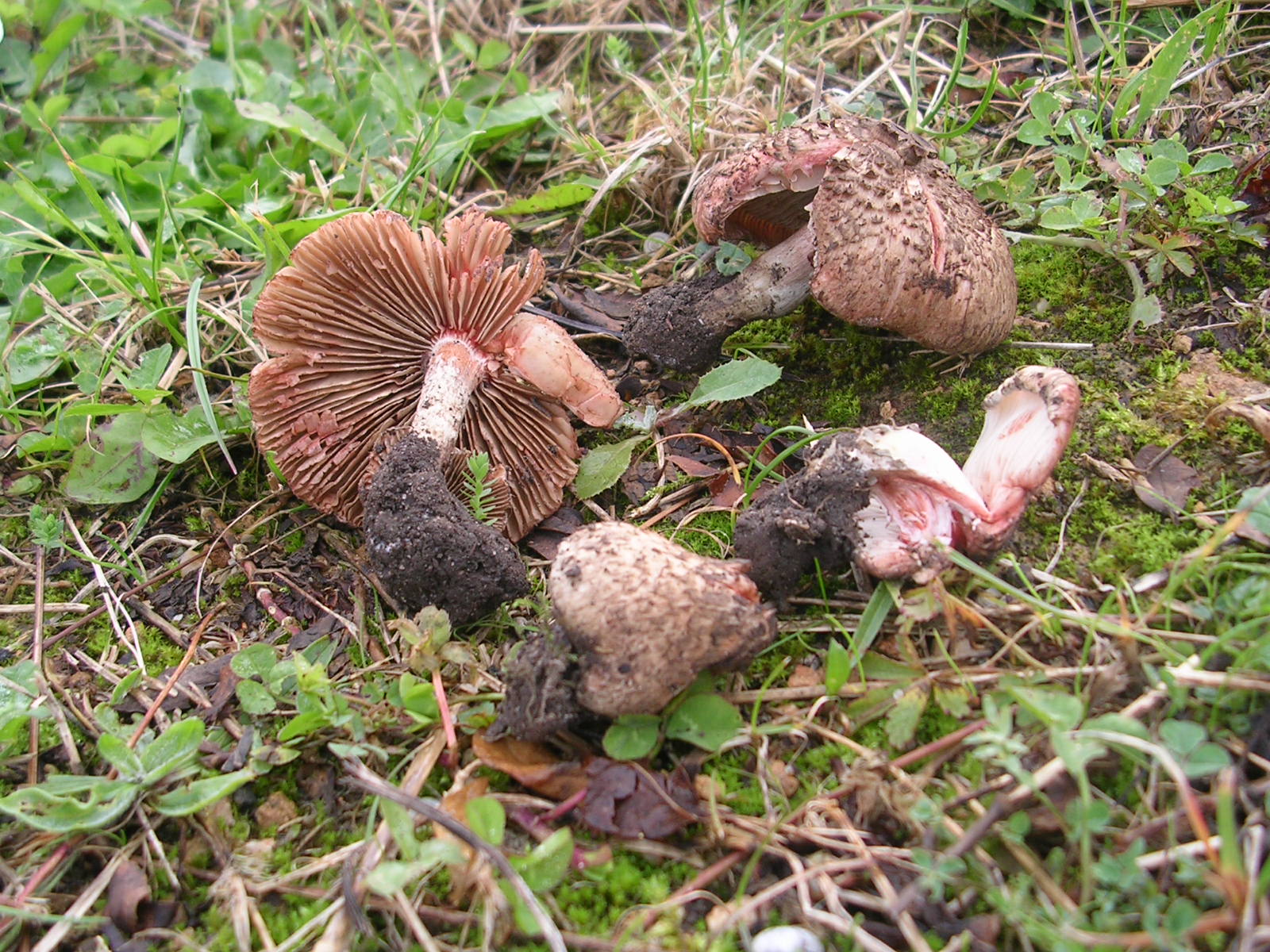 El género Inocybe en Asturias: Inocybe haemacta